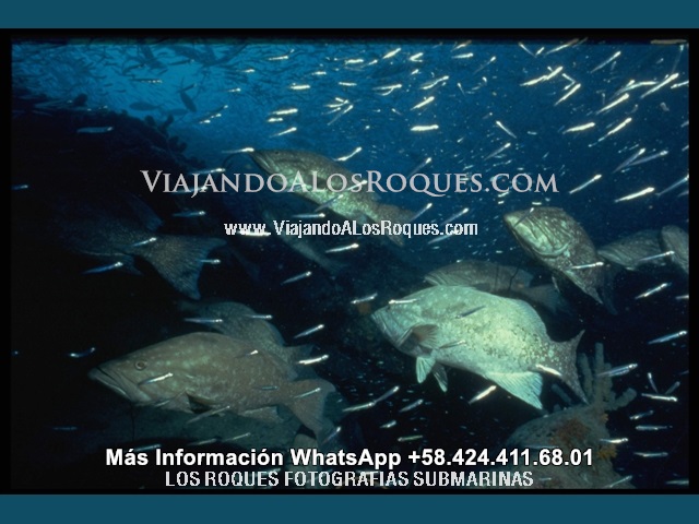 Buceo - Scuba - Diving en Los Roques Venezuela con Viajes Valencia Los ...