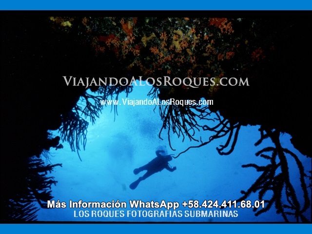 Buceo - Scuba - Diving en Los Roques Venezuela con Viajes Valencia Los ...