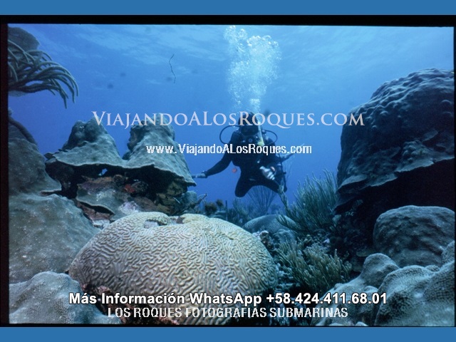 Buceo - Scuba - Diving en Los Roques Venezuela con Viajes Valencia Los ...