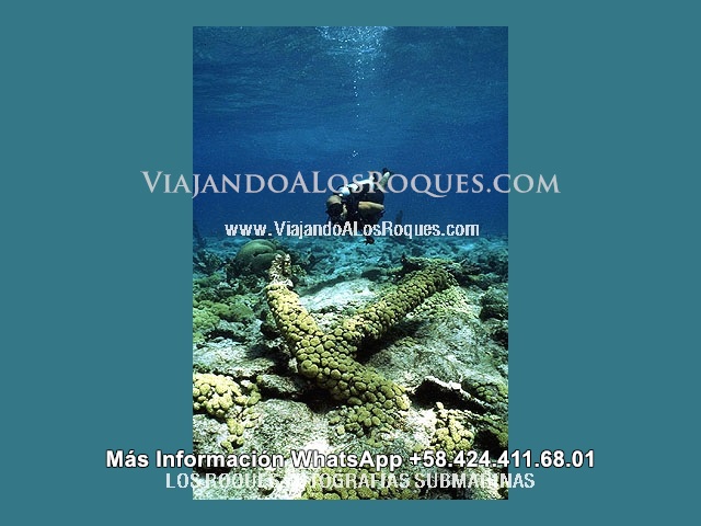 Buceo - Scuba - Diving en Los Roques Venezuela con Viajes Valencia Los ...